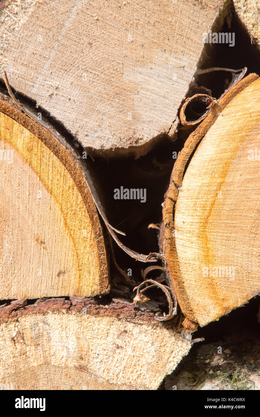 Logwood tree hi-res stock photography and images - Alamy