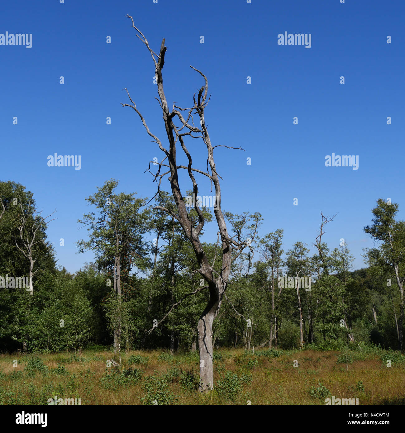 Skeleton plants hi-res stock photography and images - Alamy
