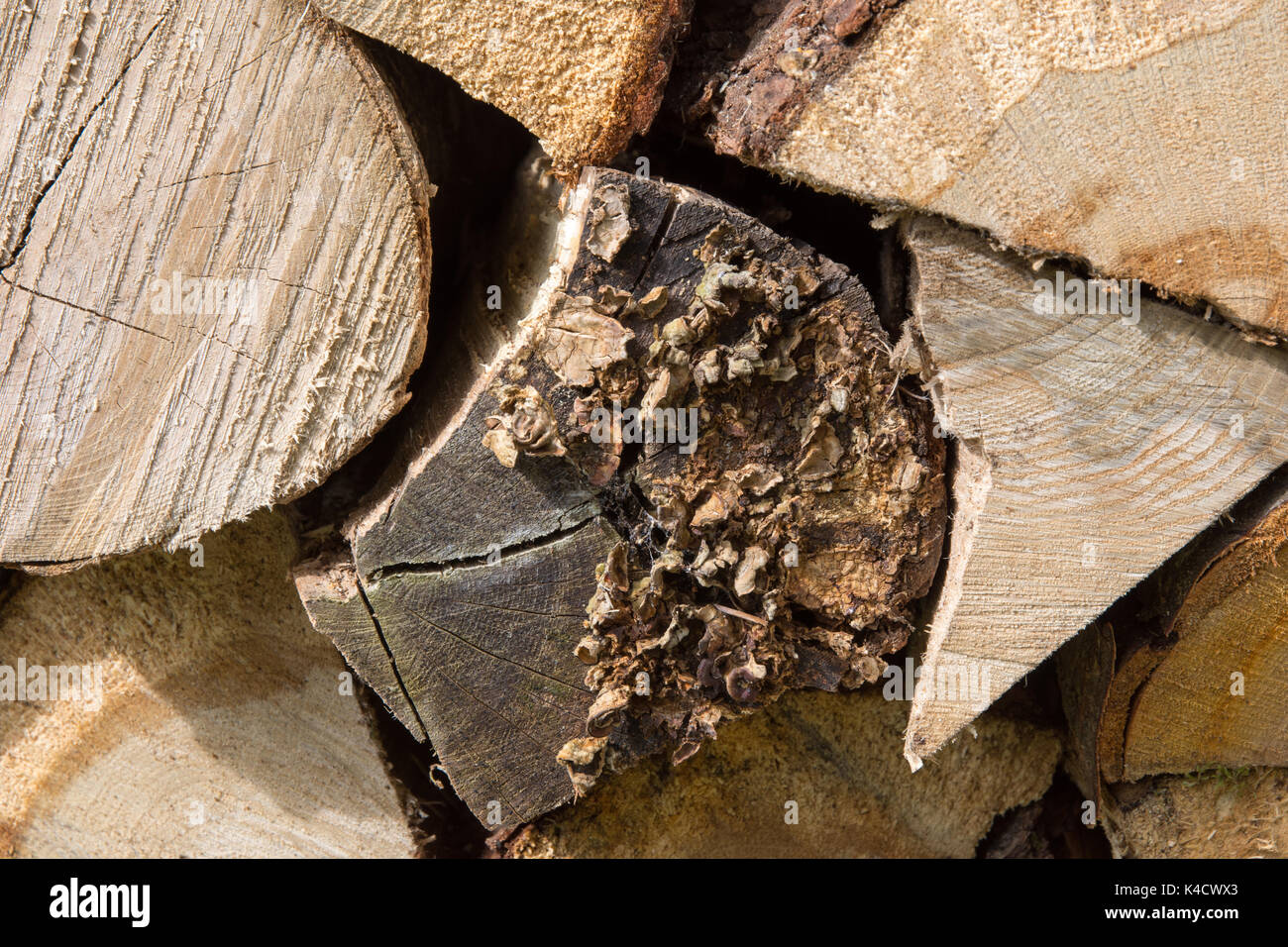 Logwood bark hi-res stock photography and images - Alamy