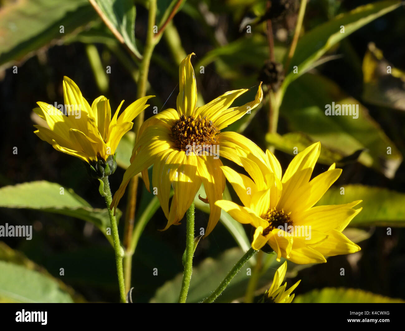 Topinambur hi-res stock photography and images - Alamy