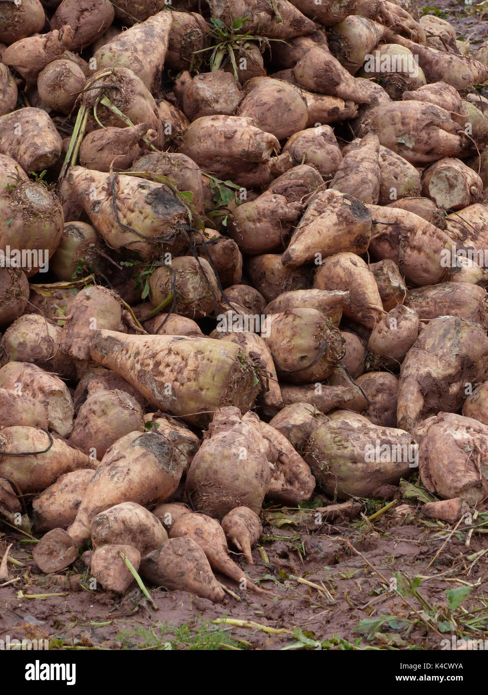 Sugar beets hi-res stock photography and images - Alamy