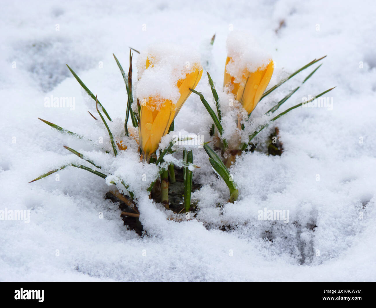The splendor of yellow hi-res stock photography and images - Alamy