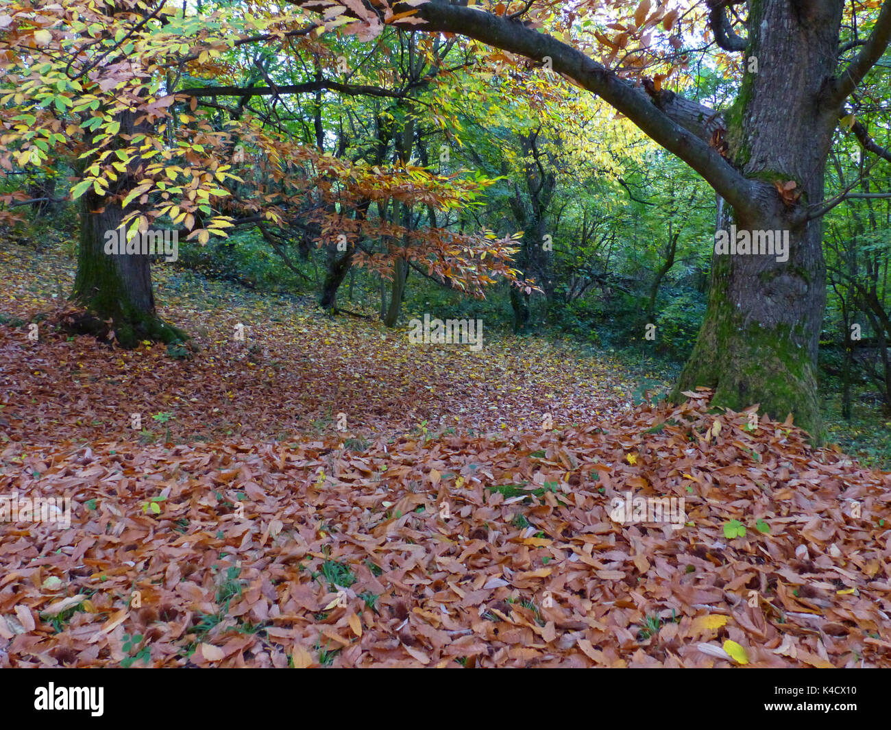 Sweet chestnut trees hi-res stock photography and images - Alamy