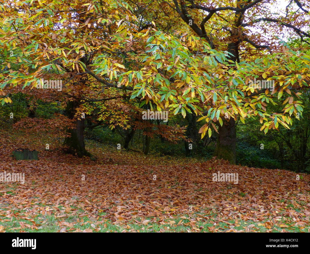 Sweet chestnut trees hi-res stock photography and images - Alamy