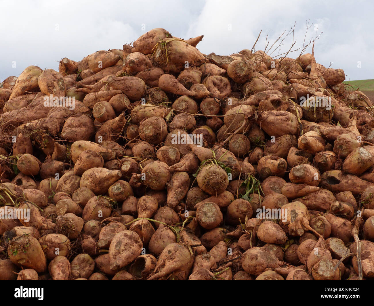 Sugar Beets Beta Vulgaris Stock Photo - Alamy