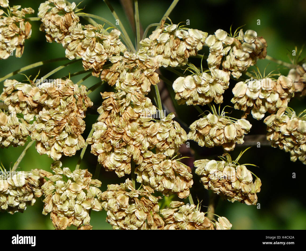 Withered Umbellifer, Seeds, Close Up Stock Photo - Alamy