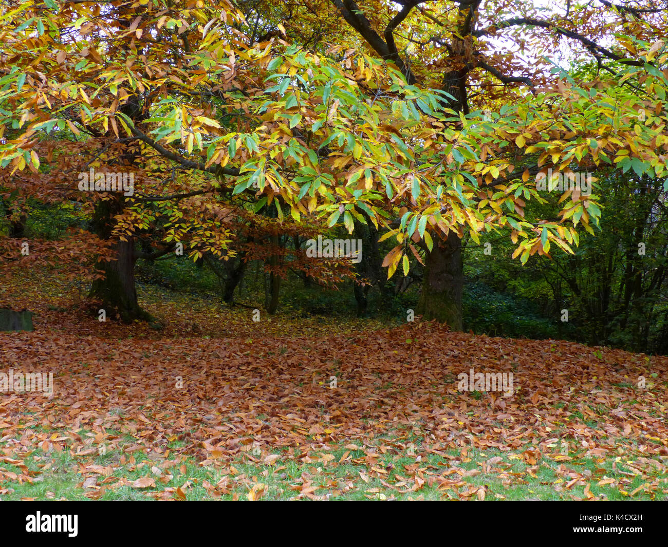 Sweet chestnut trees hi-res stock photography and images - Alamy