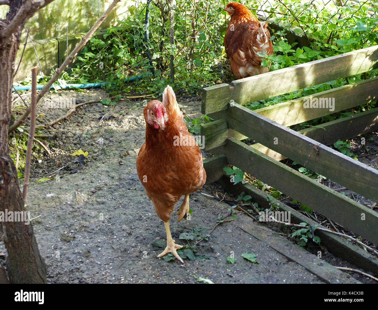 Two brown hens in hi-res stock photography and images - Alamy