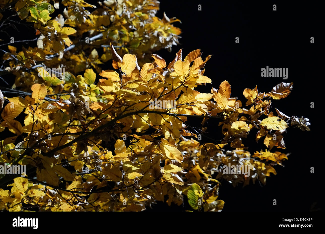 Black beech tree hi-res stock photography and images - Alamy