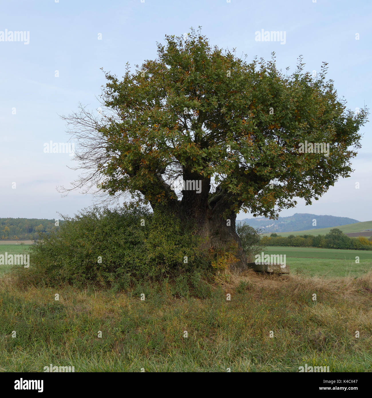 Oaktree in field hi-res stock photography and images - Alamy