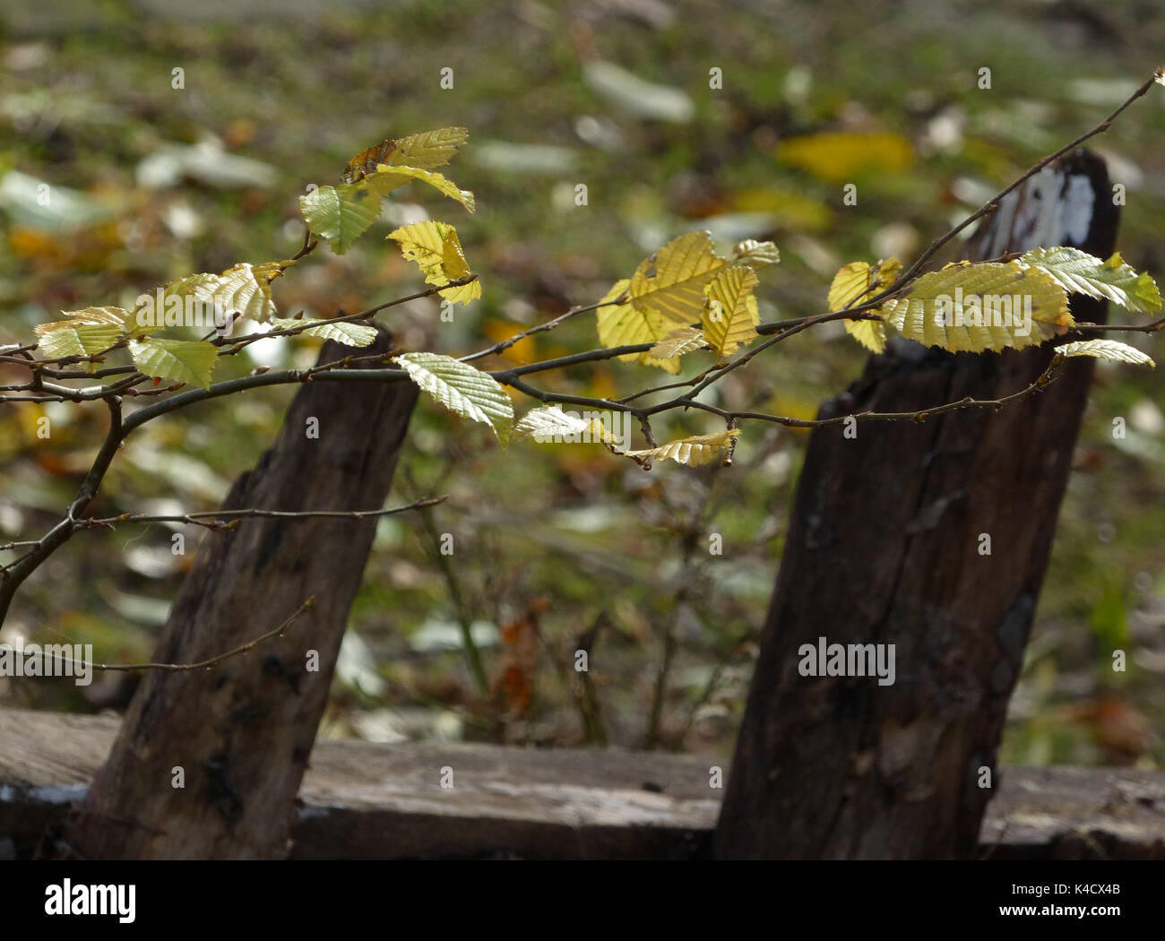 Wooden picket fence slat slats hi-res stock photography and images - Alamy