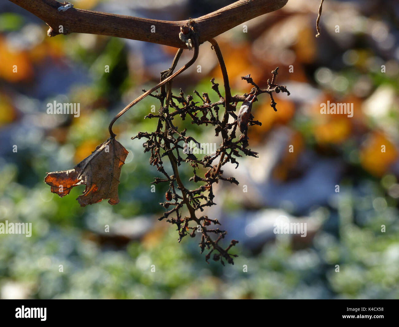 Grape Panicles On A Vine In The Vineyard Stock Photo - Alamy