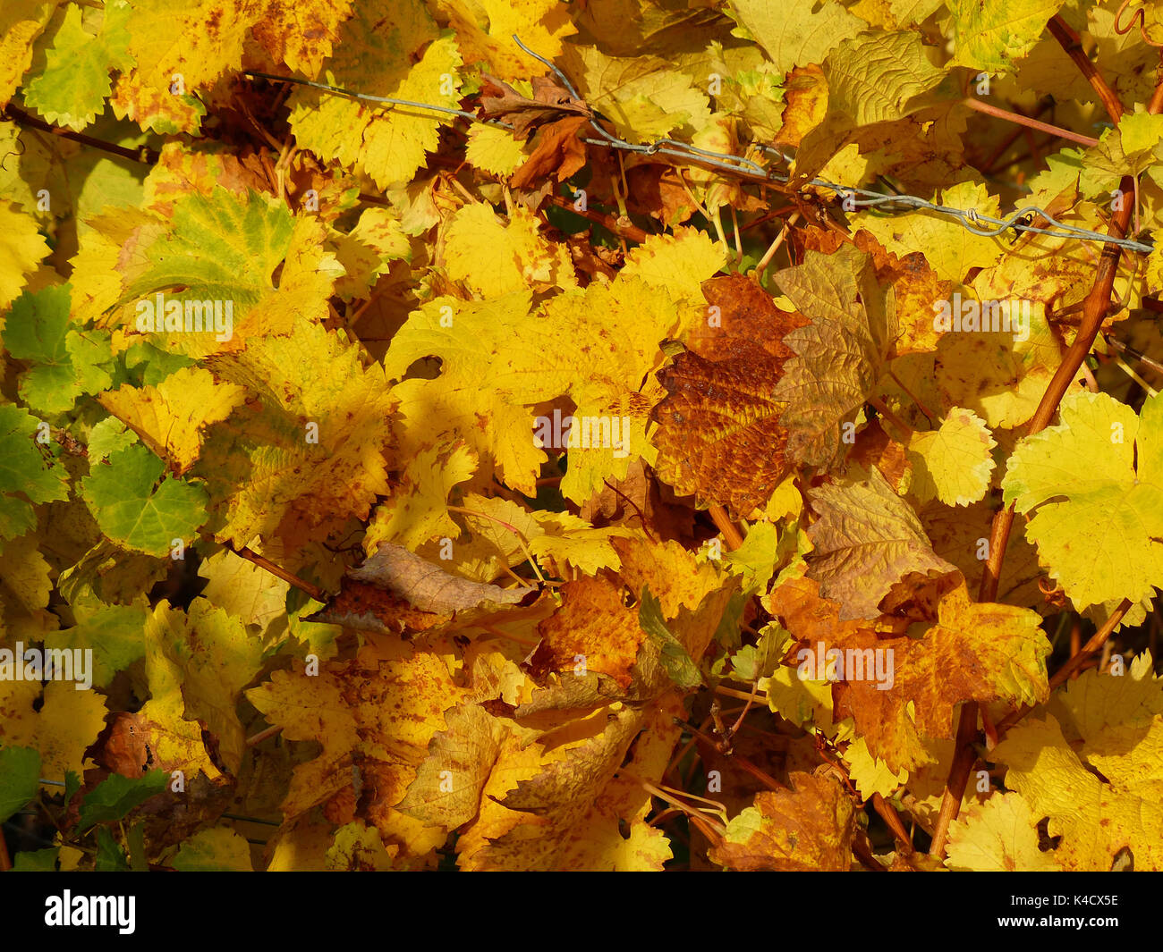 Golden leaf vines hi-res stock photography and images - Alamy