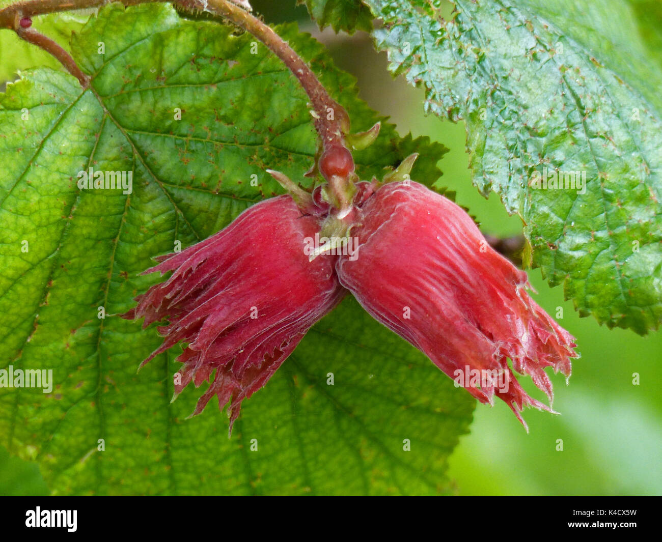 Hazel Nuts Hanging In A Hazel Bush Stock Photo - Alamy