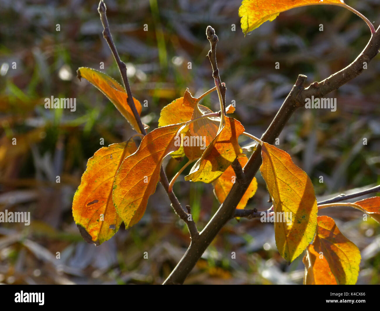 Pear tree in autumn colors hi-res stock photography and images - Alamy