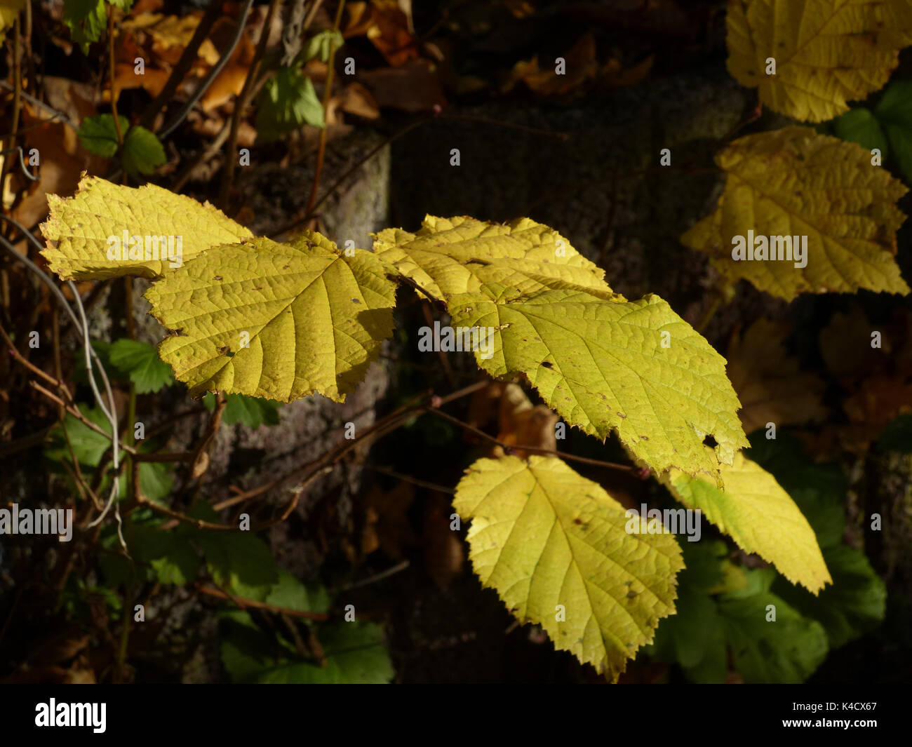 Yellow autumn leaves in hazel hi-res stock photography and images - Alamy