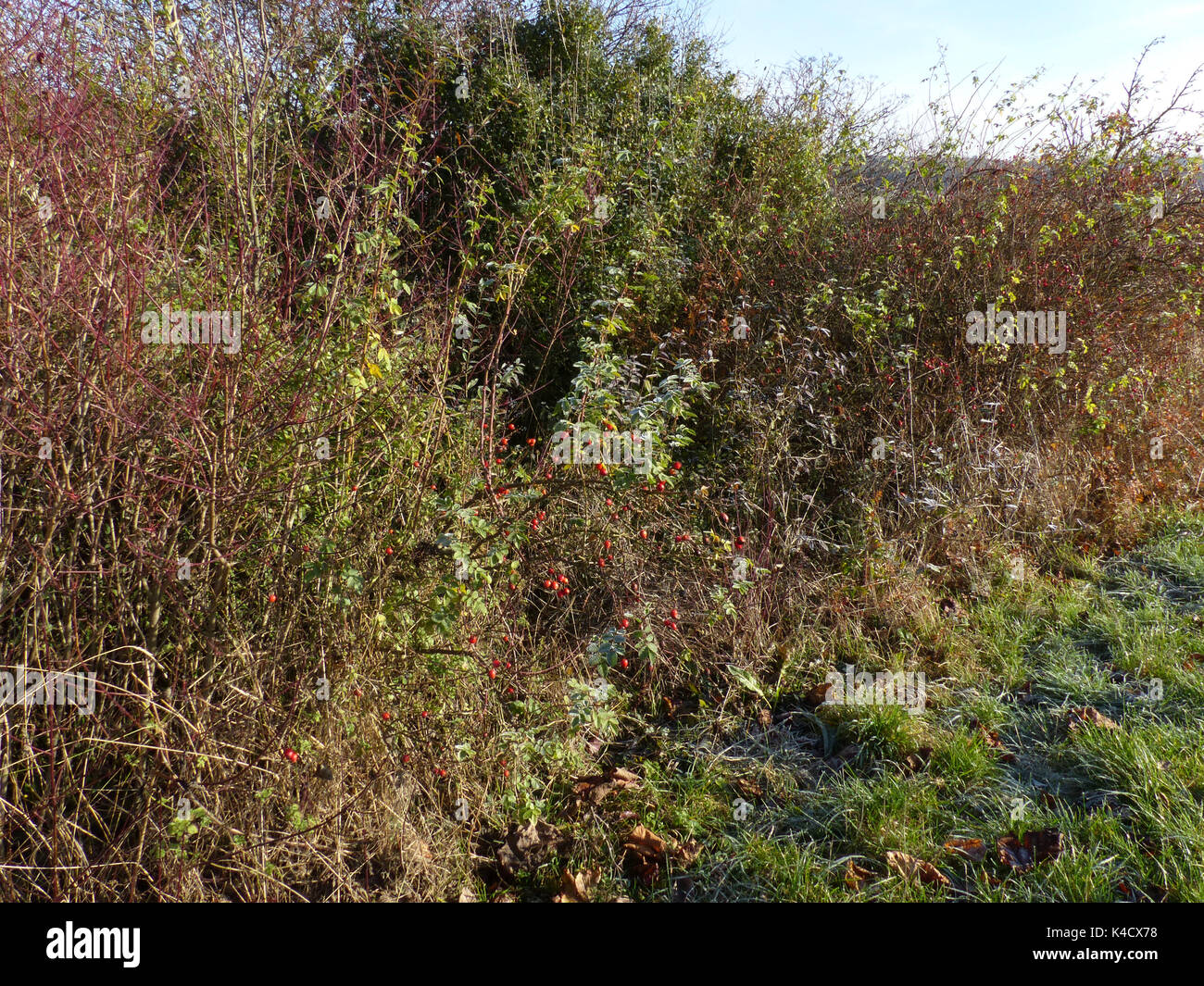 Hedge rose hi-res stock photography and images - Alamy