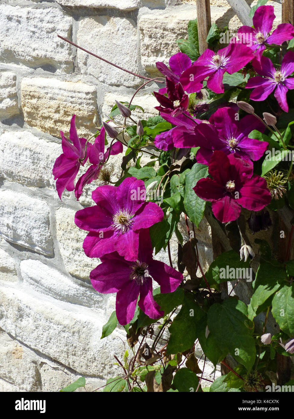 Clematis house hi-res stock photography and images - Alamy