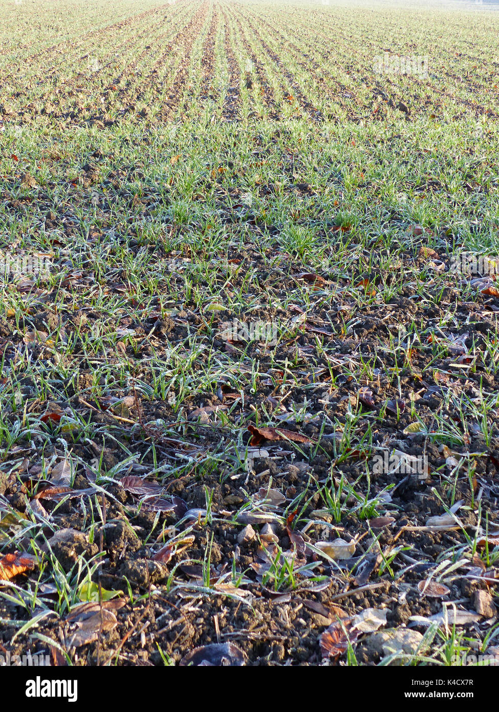 Frosty Field With Winter Grain, In Front Of It The Field Balk Stock ...