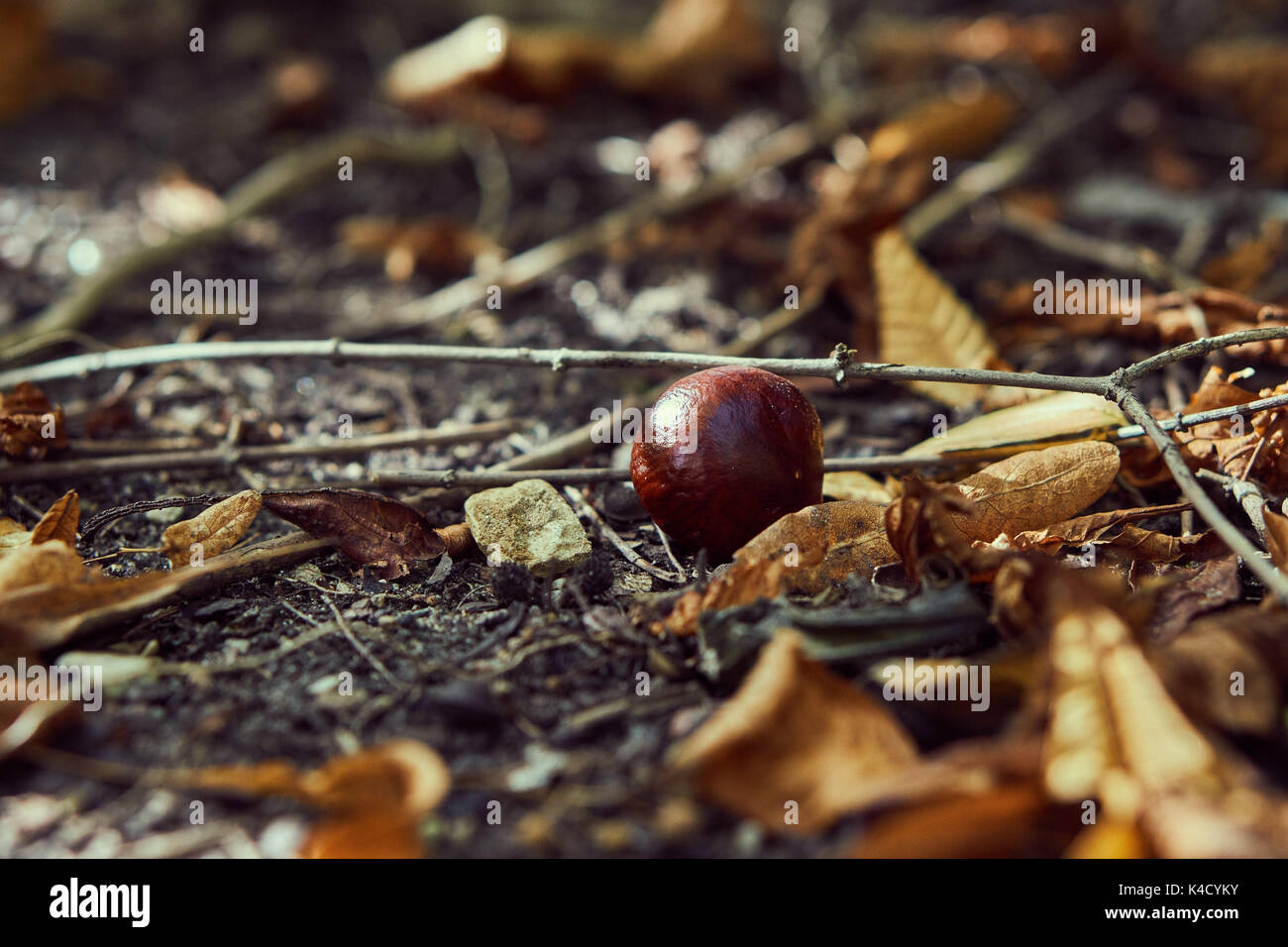 Chestnut on autumn ground Stock Photo - Alamy