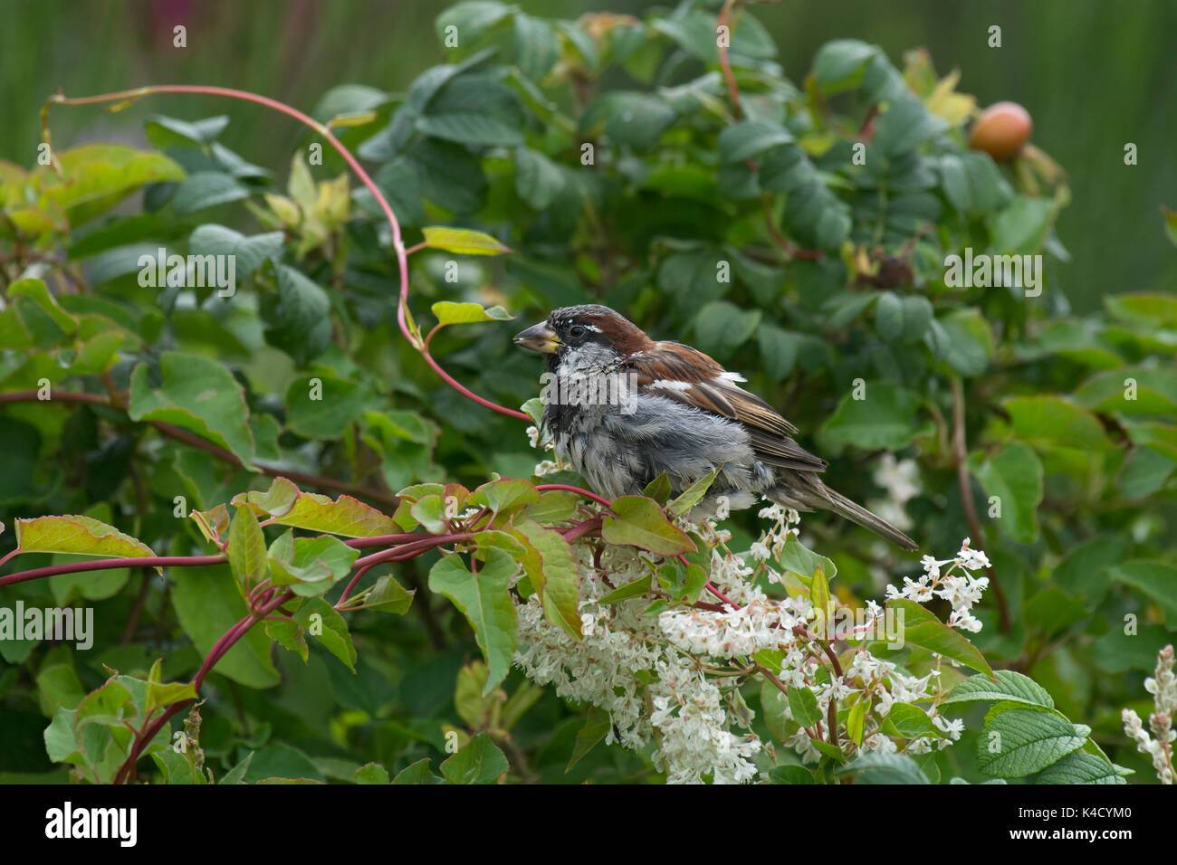 Russian vine hi-res stock photography and images - Alamy