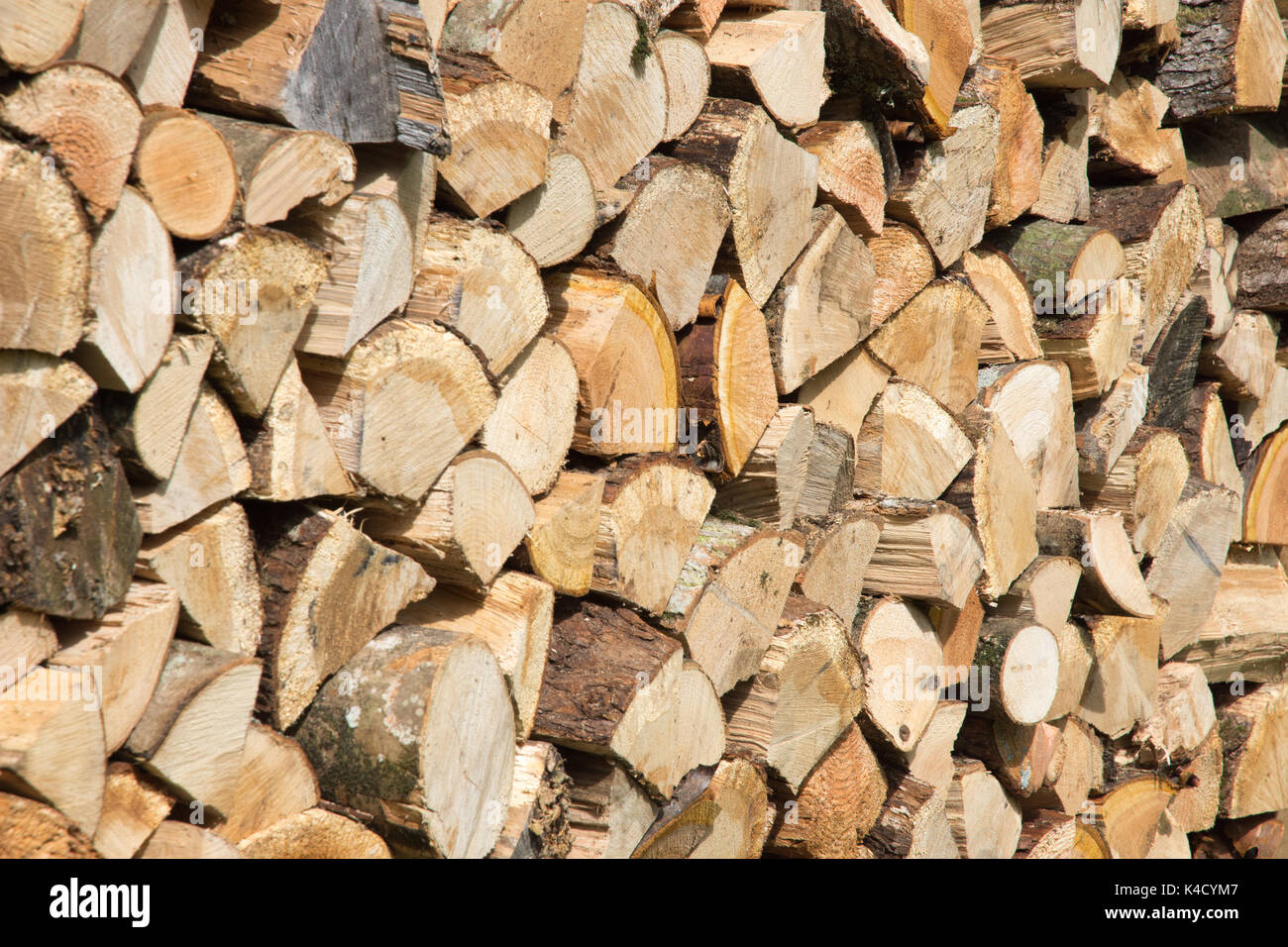 Logwood tree hi-res stock photography and images - Alamy