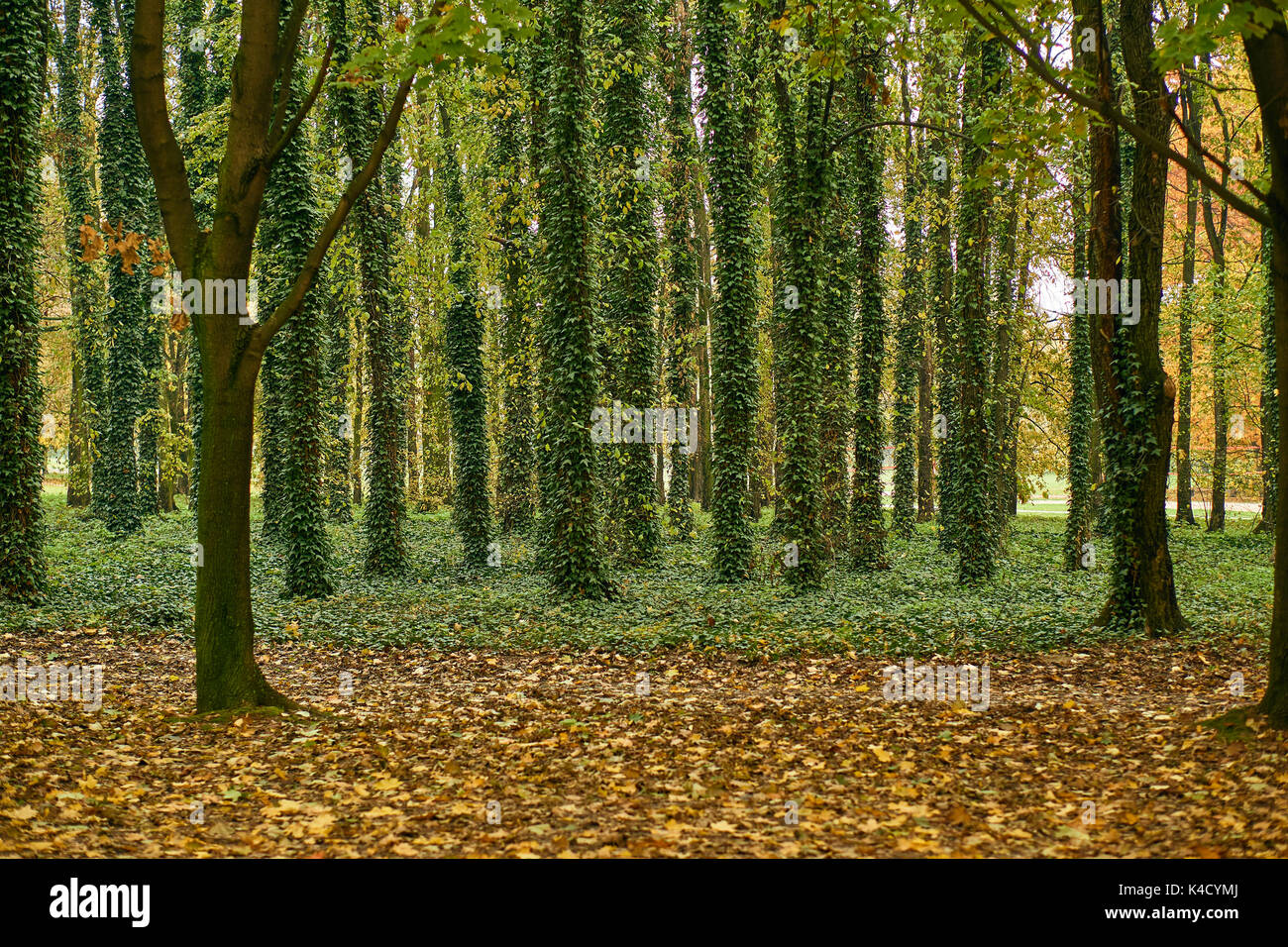 Multiple autumn trees in scenic park Stock Photo - Alamy