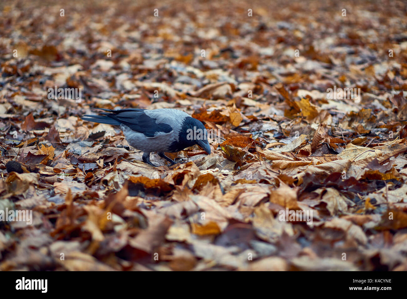 Crow on dry leaves Stock Photo - Alamy