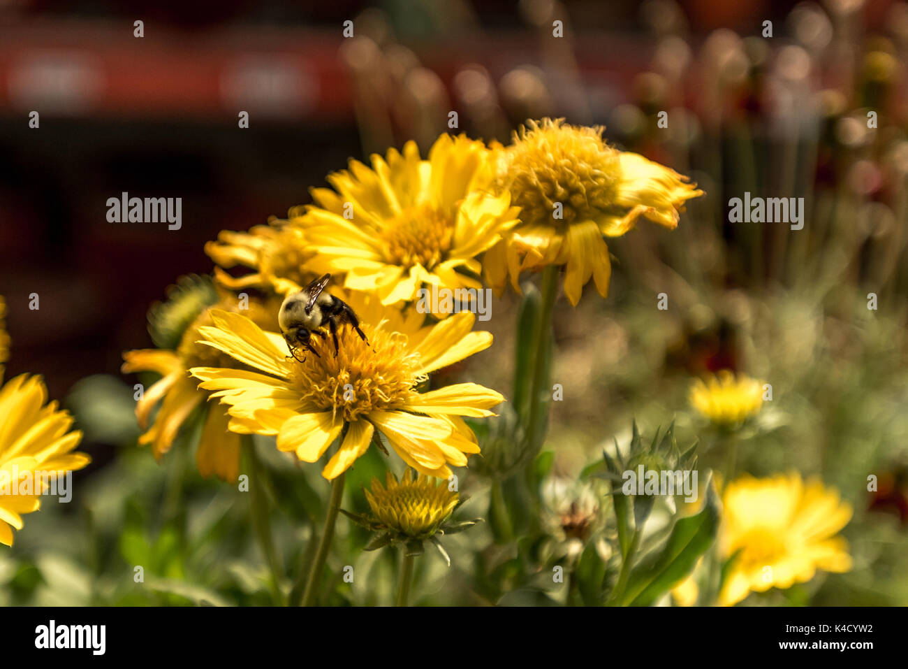 A fuzzy bumble bee collecting pollen from yellow gaillardia flower ...