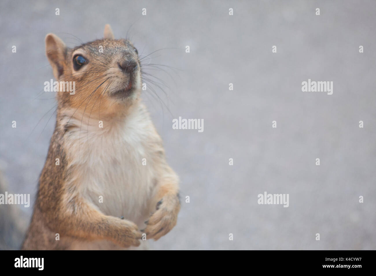 Grey Squirrel Standing Upright High Resolution Stock Photography and ...