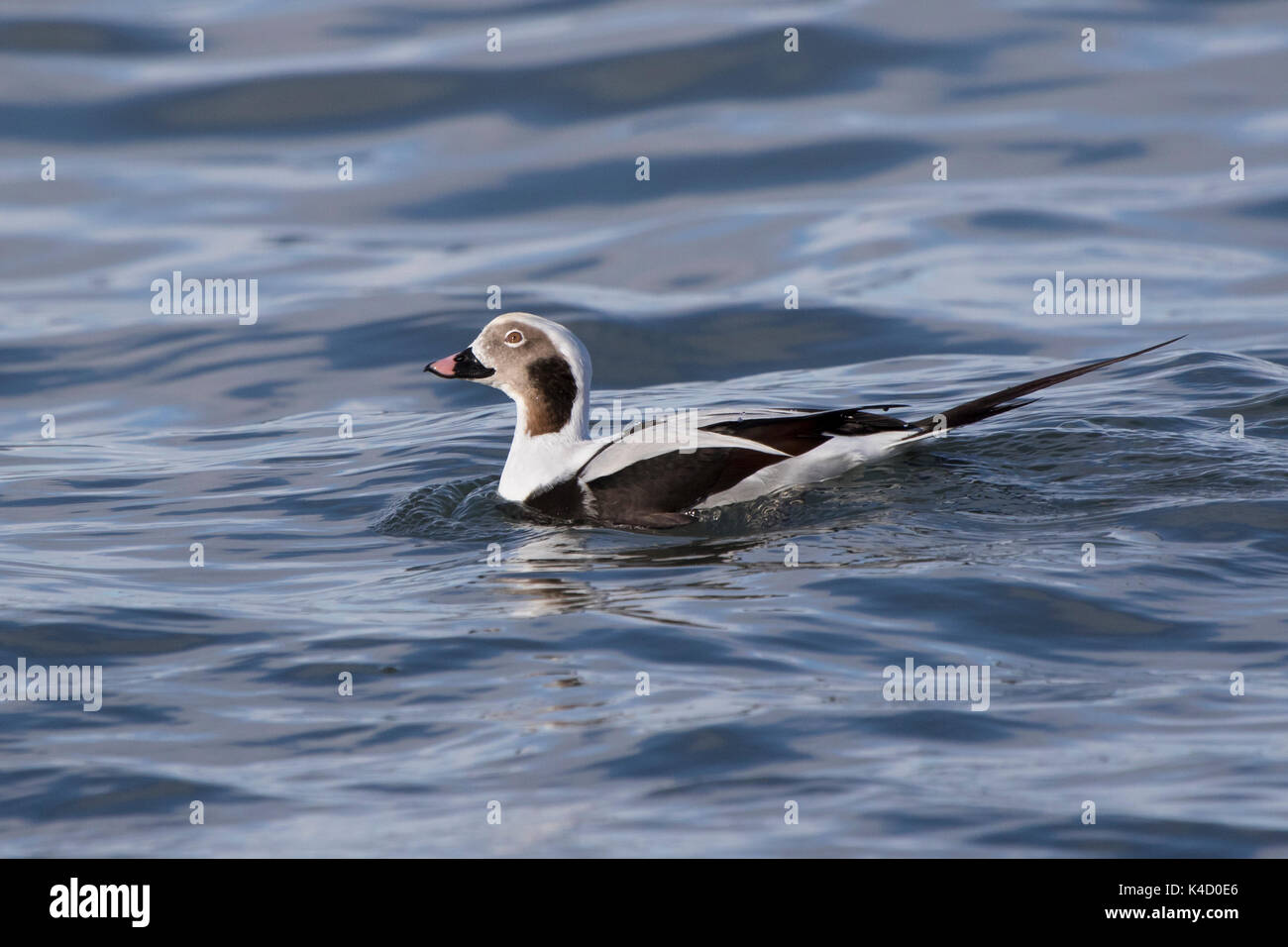 Male long-tailed duck who swims on the waves of the ocean near the ...