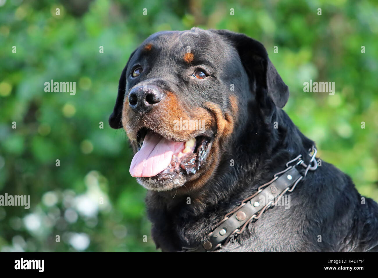Beautiful Old Dog Rottweiler Stock Photo - Alamy