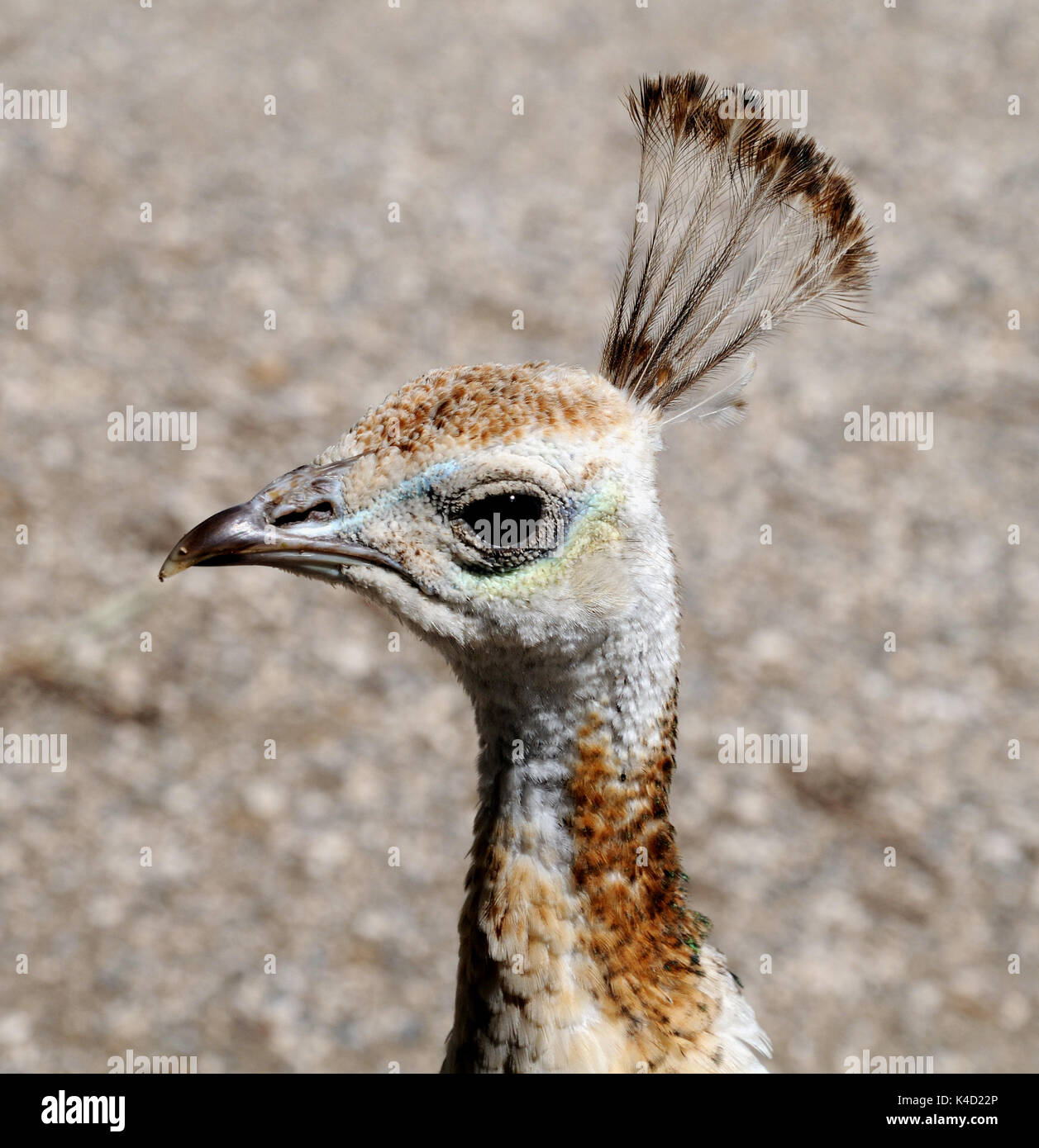 Peahen eye hi-res stock photography and images - Alamy