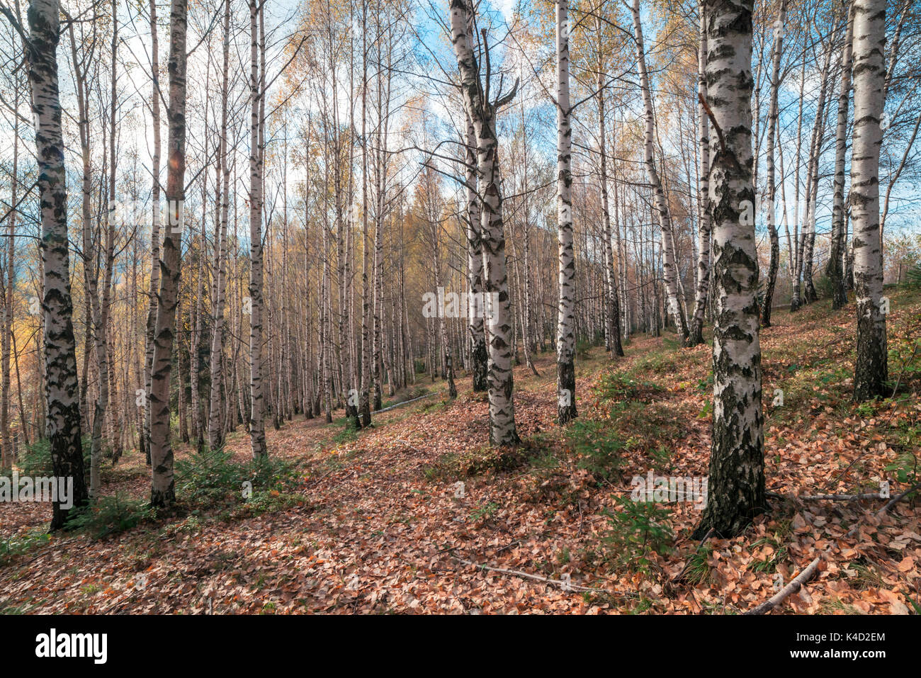 Outdoor birch tree hi-res stock photography and images - Alamy