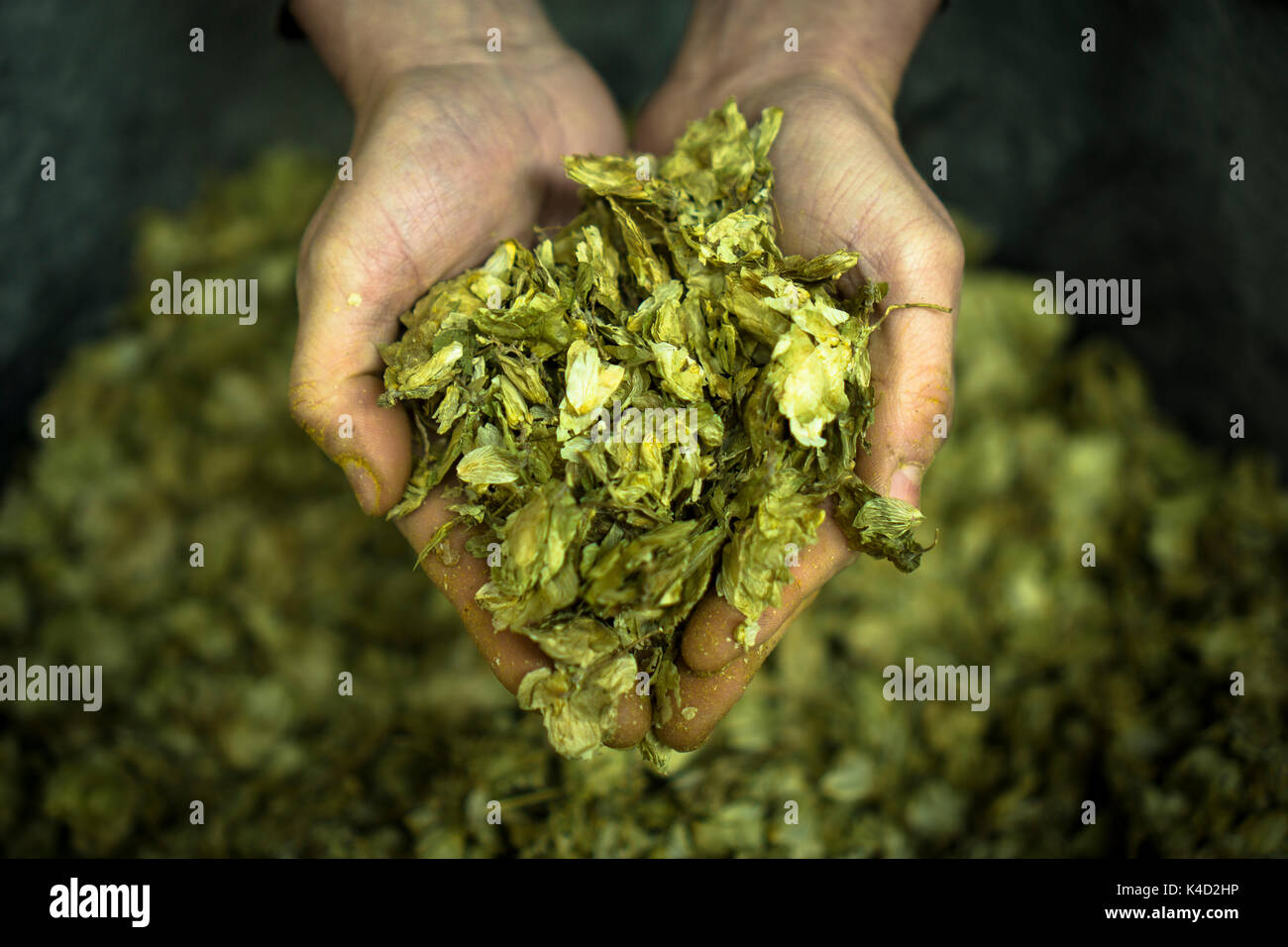 Beer hops pattern hi-res stock photography and images - Alamy