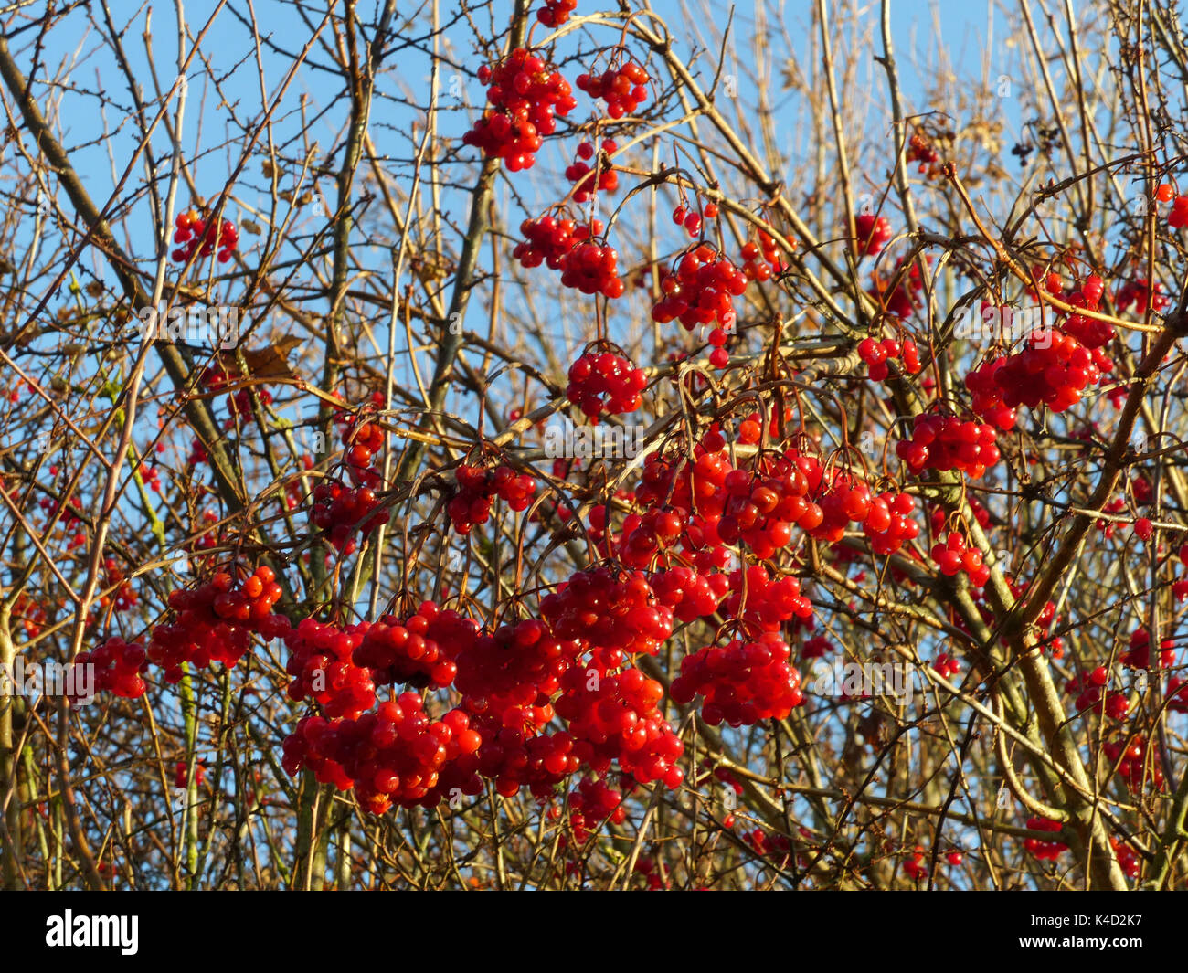 Common Snowball, Viburnum Opulus, Infructescence Stock Photo - Alamy