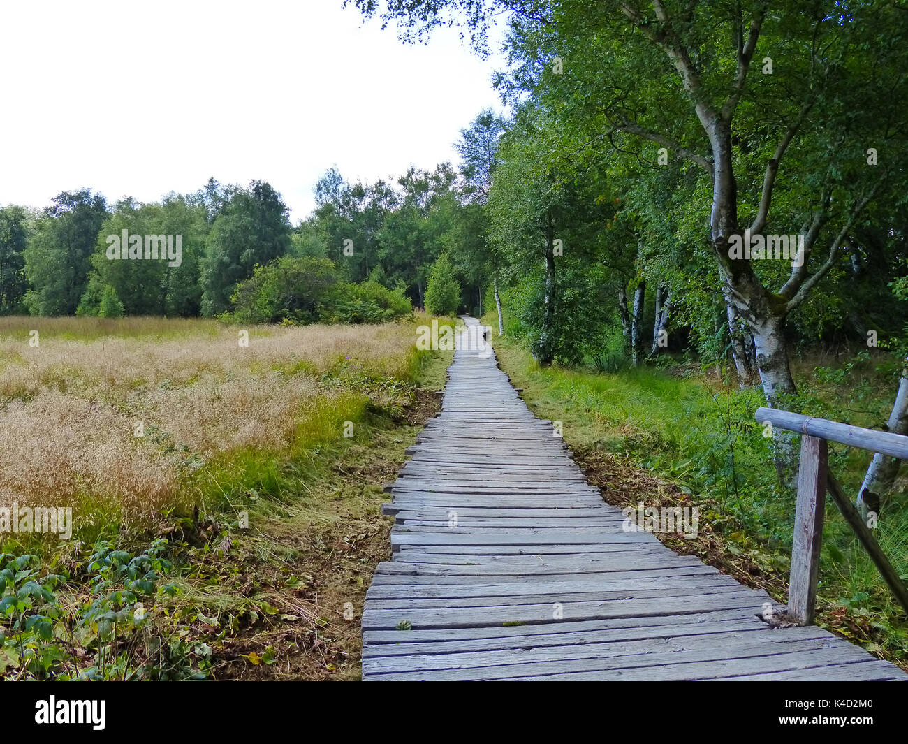Safe Way Through The Moor, Log Paved Path In The Black Moor, Rhoen ...