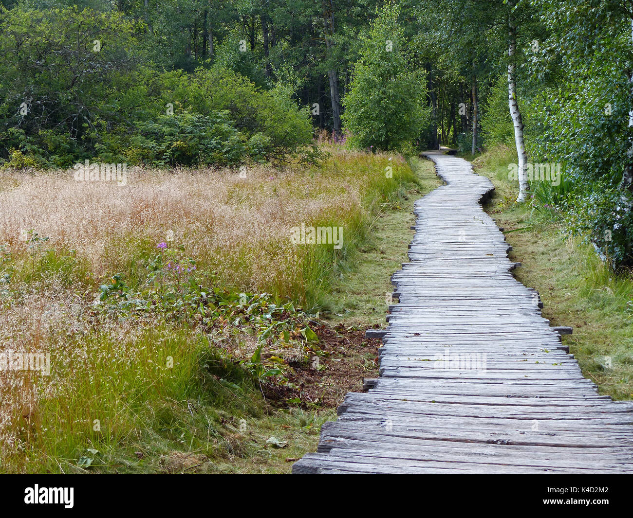 Log paved path in the black moor hi-res stock photography and images ...