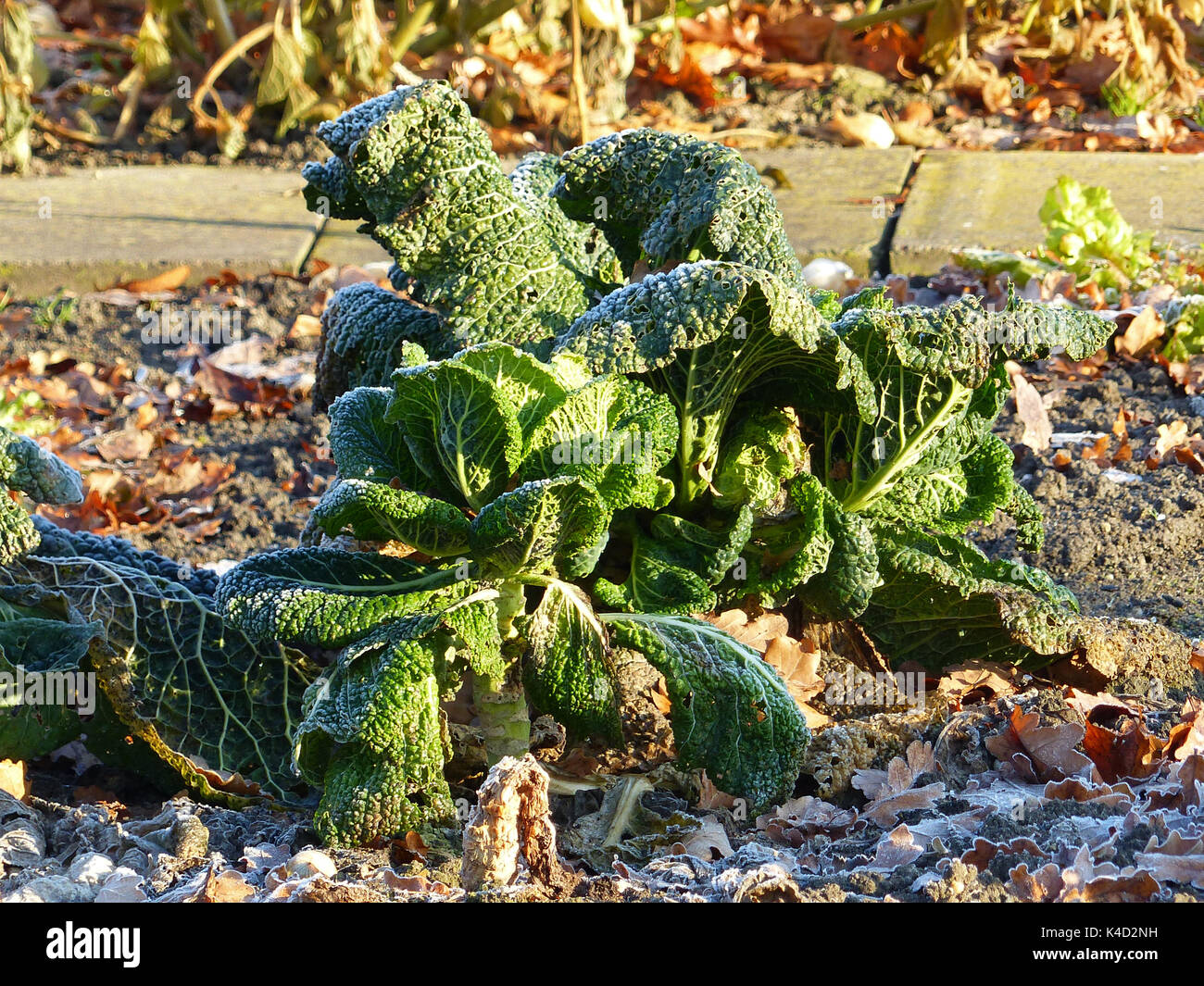 Frosted cabbage hi-res stock photography and images - Alamy