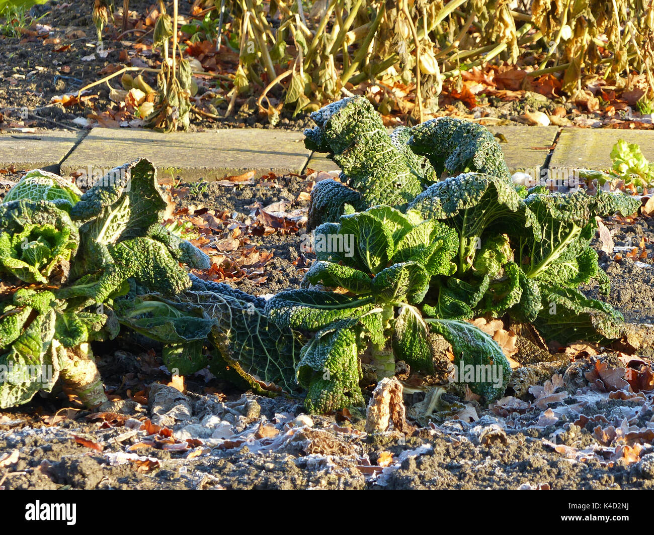 Food winter frozen vegetables hi-res stock photography and images - Alamy