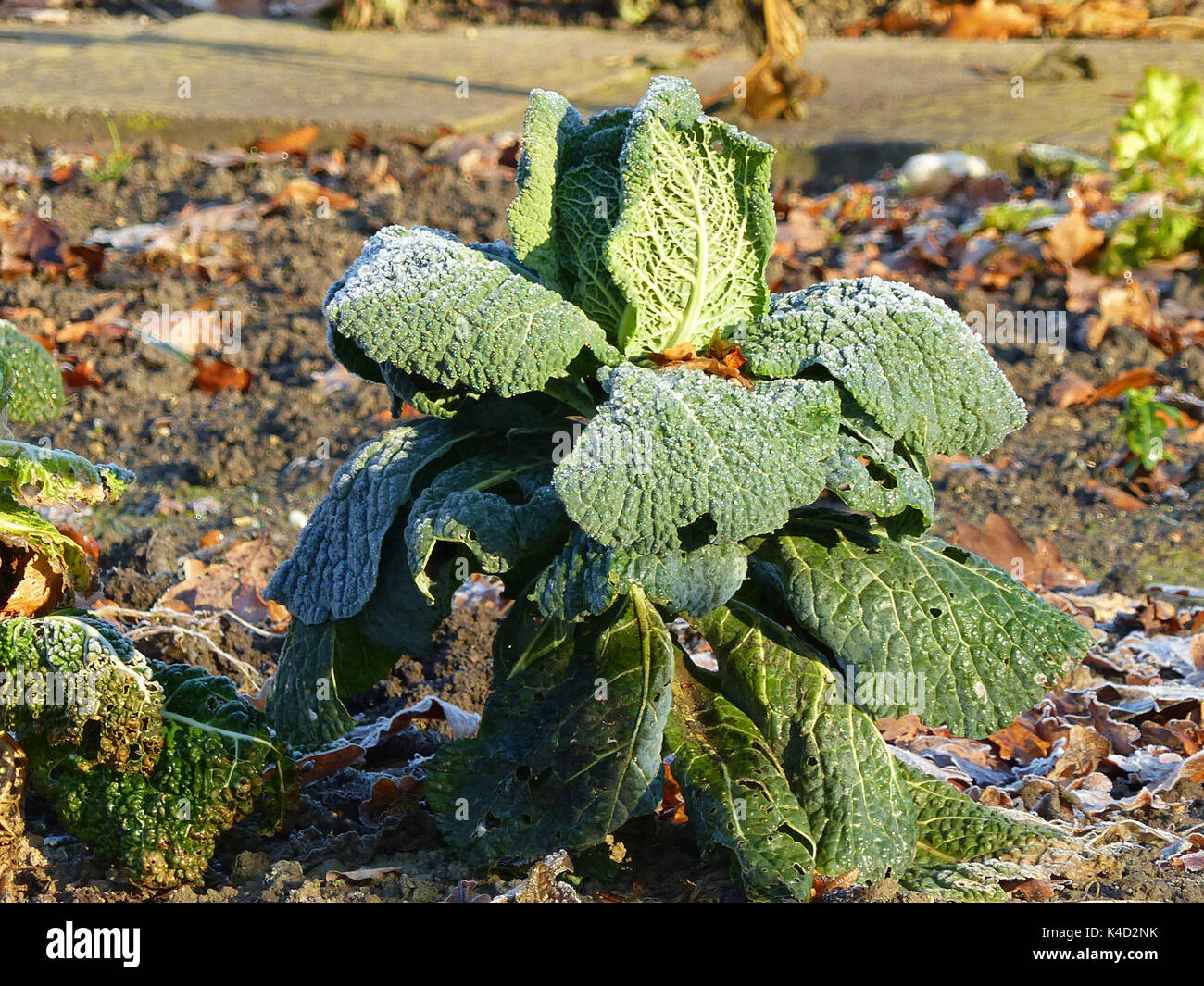 Food winter frozen vegetables hi-res stock photography and images - Alamy