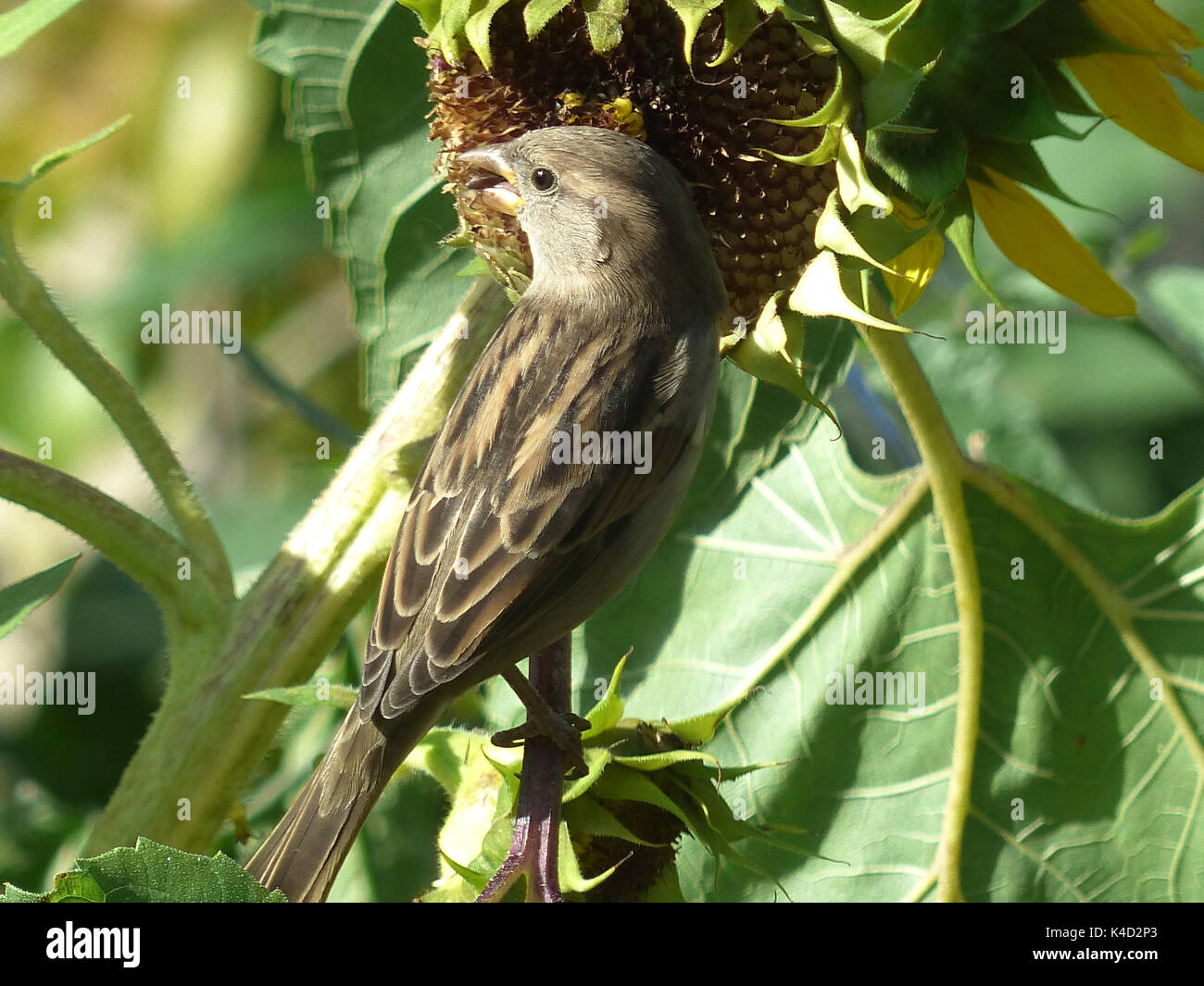 Sparrow Eats Sunflower Seeds Stock Photo - Alamy