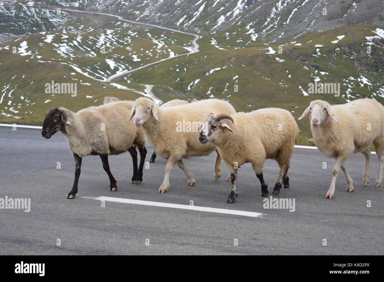 Sheep Crossing A Road Stock Photo - Alamy