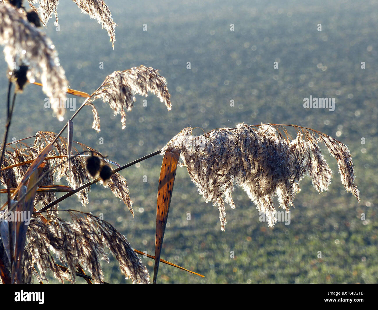 Reeds, Reed Grass, Reeds Of Flowers In The Backlight Stock Photo - Alamy