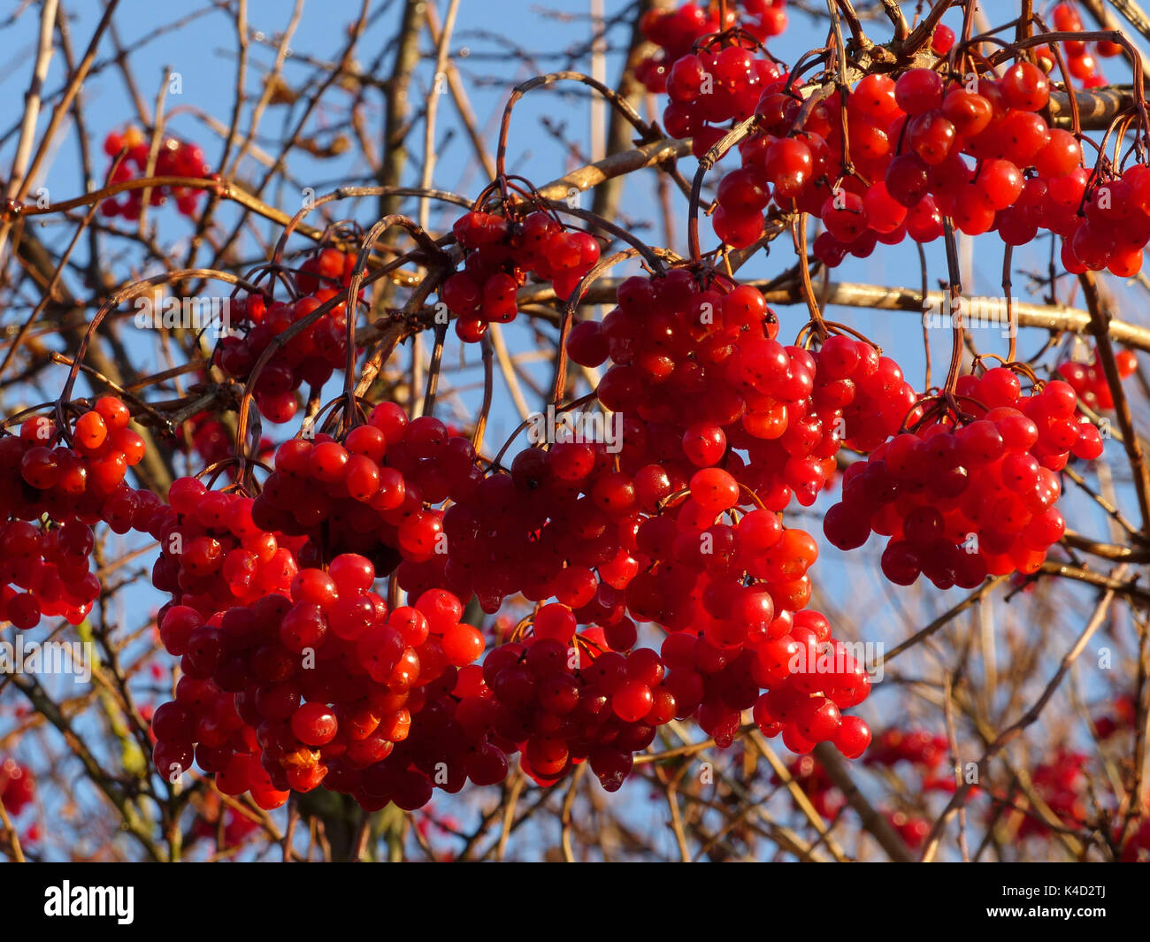 Common Snowball, Viburnum Opulus, Infructescence Stock Photo - Alamy