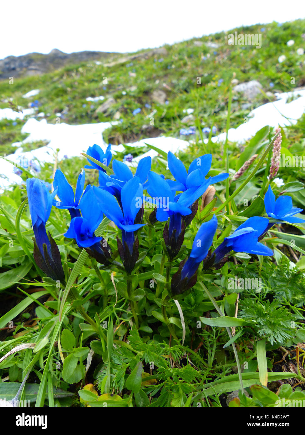 Gentian alps mountains flower hi-res stock photography and images - Alamy