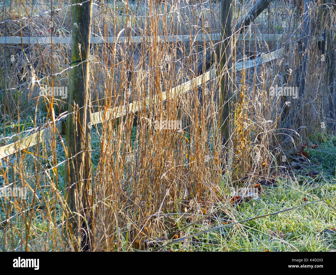 Overgrown pastures hi-res stock photography and images - Alamy