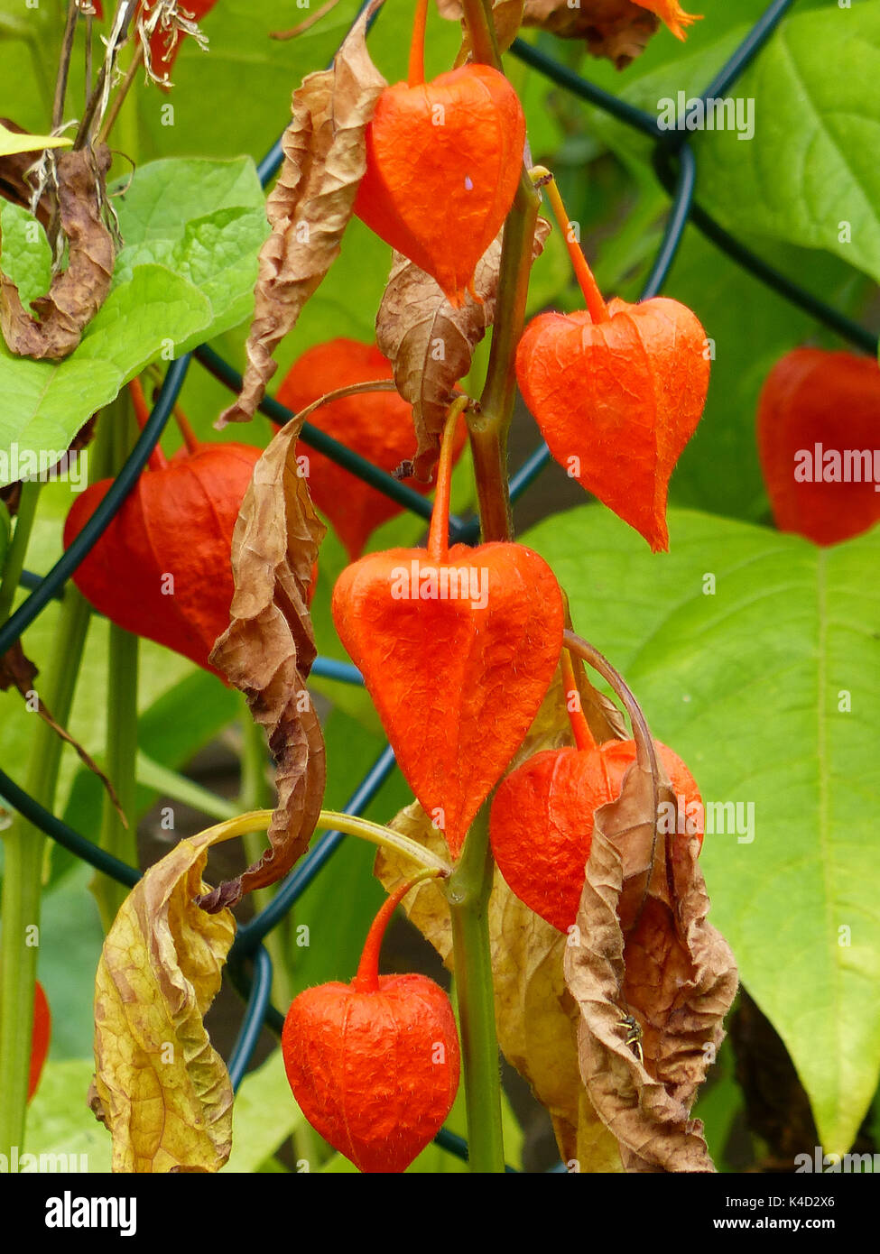 Physalis plants hi-res stock photography and images - Alamy