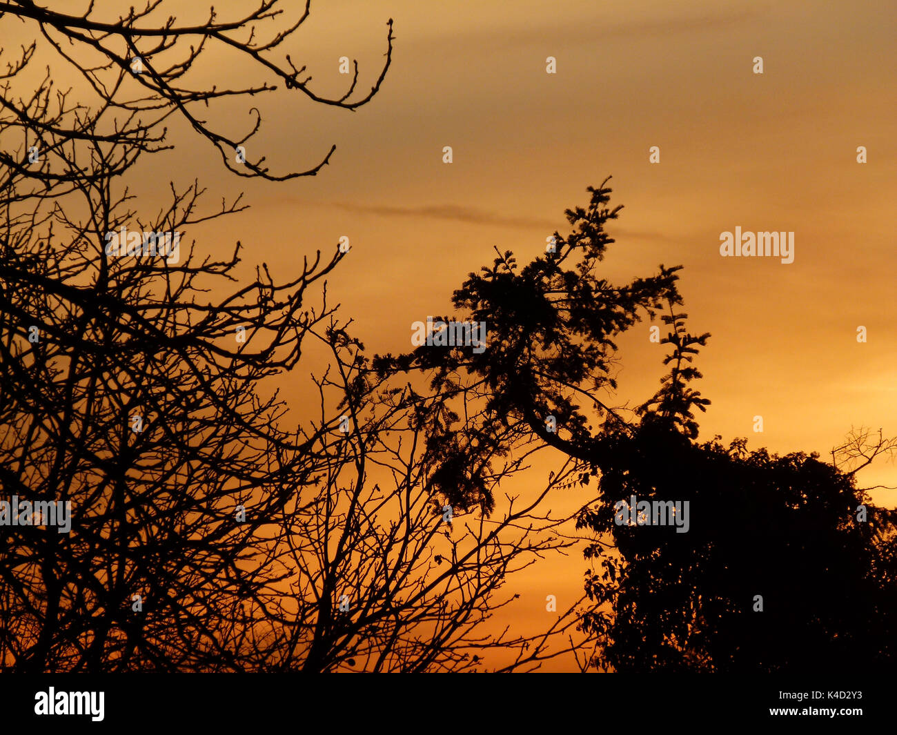 Tree witch hi-res stock photography and images - Alamy