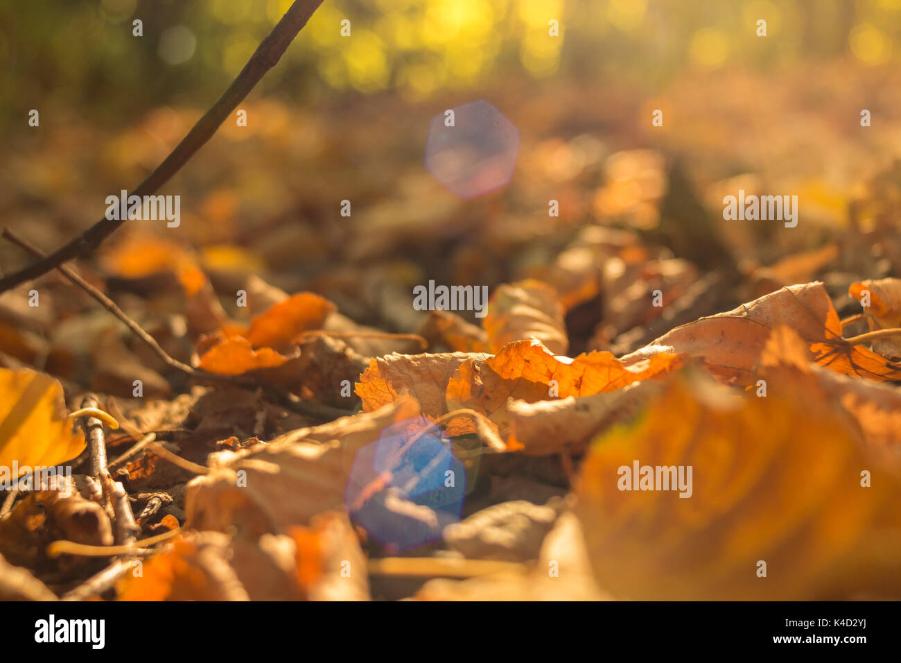 Autumn leaves, fall foliage, low angle Stock Photo - Alamy